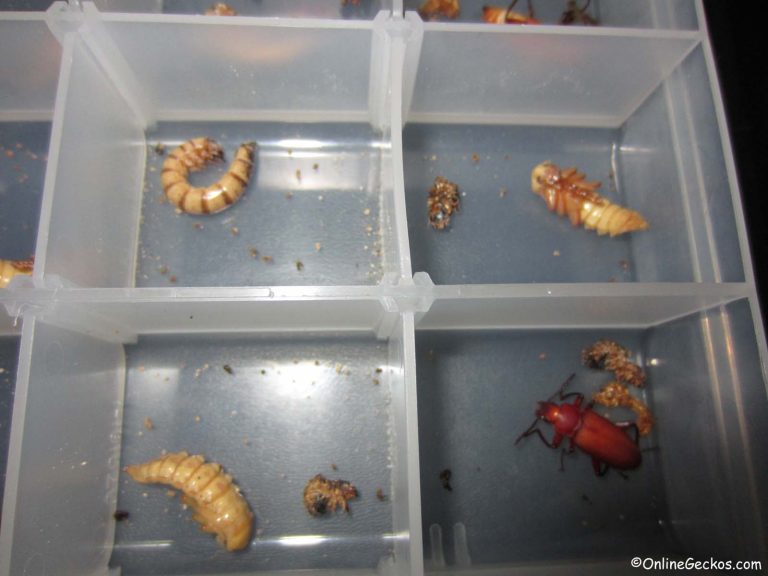 Leopard Gecko Feeding - Feeder Insects Nutritional Value Facts ...