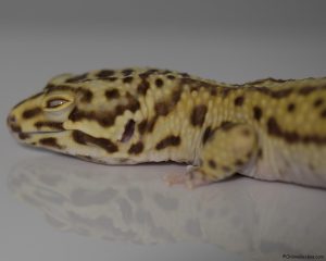 Introducing Ares - Super Giant Mack Snow Raptor Leopard Gecko ...
