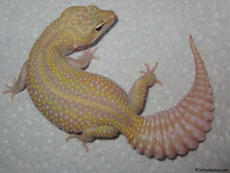 Breeder Quality Leopard Geckos For Sale - OnlineGeckos.com Gecko Breeder