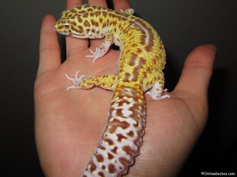snake-eye-radar-leopard-gecko - OnlineGeckos.com Gecko Breeder