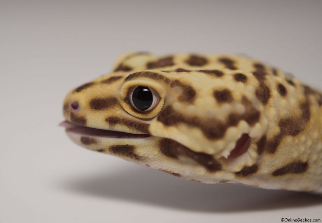 snake-eye-radar-leopard-gecko - OnlineGeckos.com Gecko Breeder