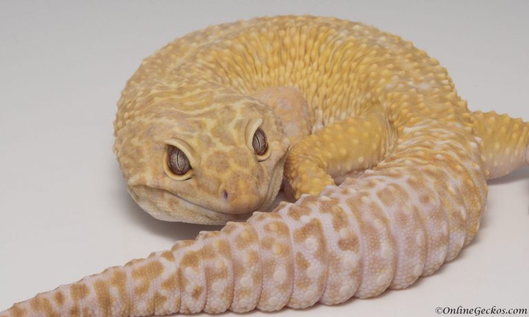 Leopard Gecko Tail Waving Behavior - Defensive Posture - OnlineGeckos ...