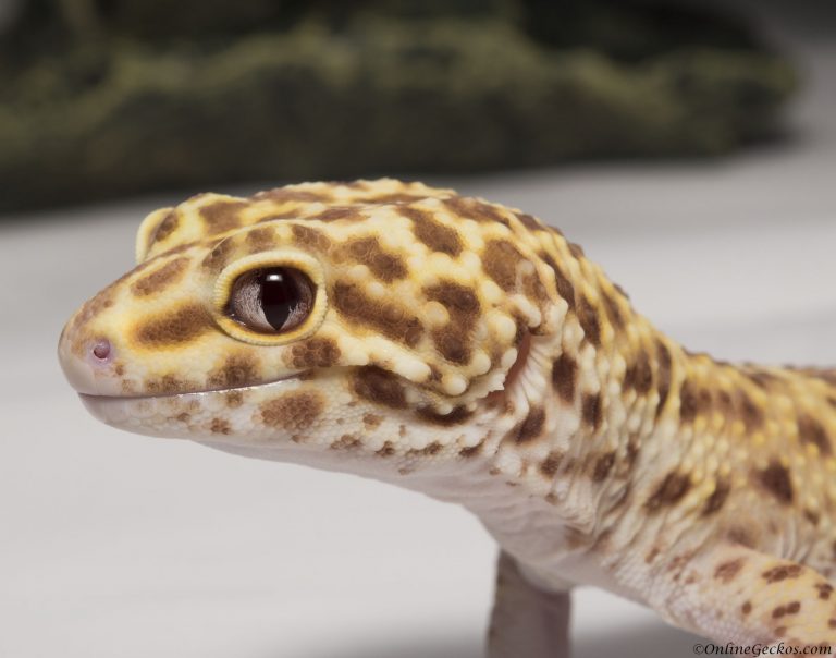 Do Leopard Geckos Bite? Herpetophobia - OnlineGeckos.com Gecko Breeder