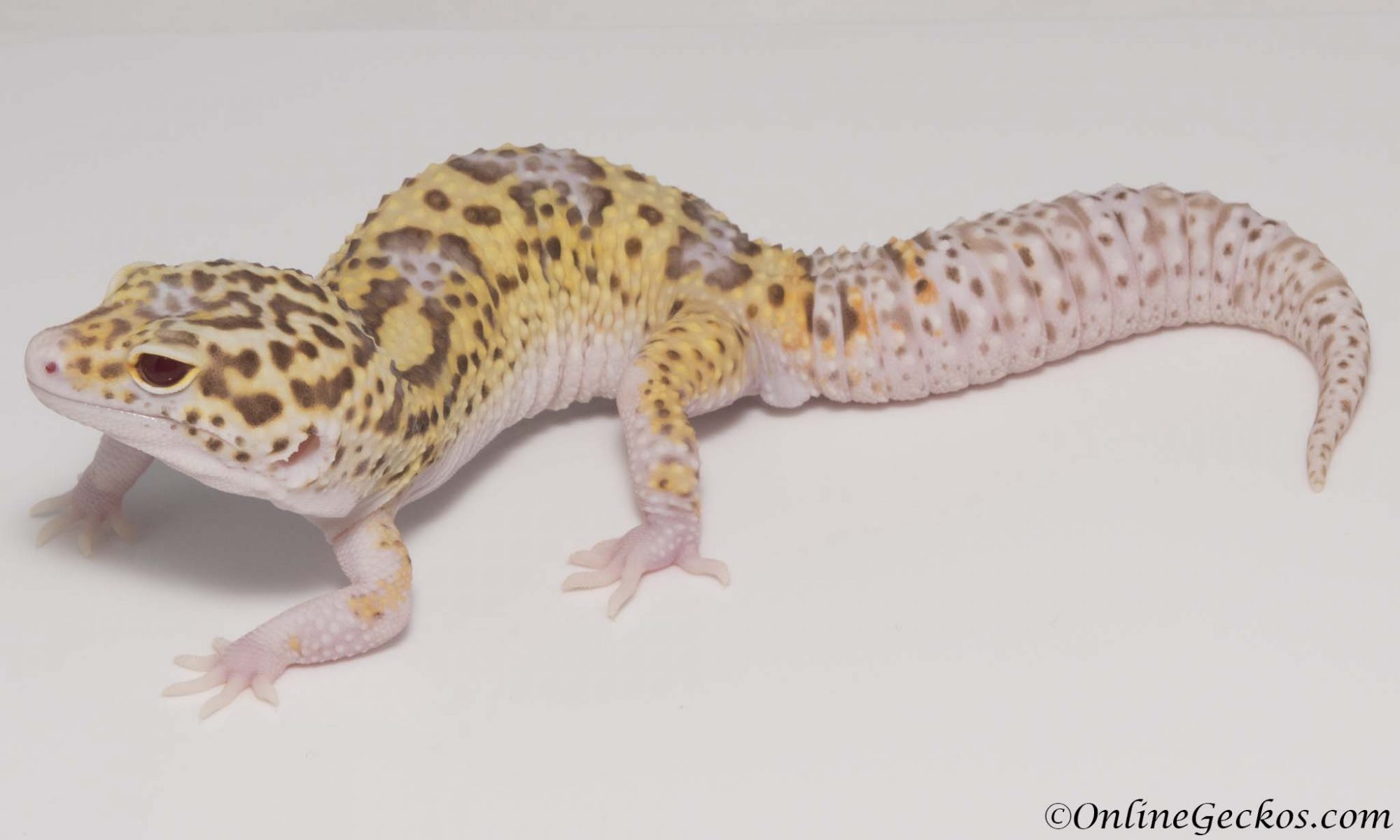 Small Scale Leopard Gecko Breeding 101 - OnlineGeckos.com Gecko Breeder