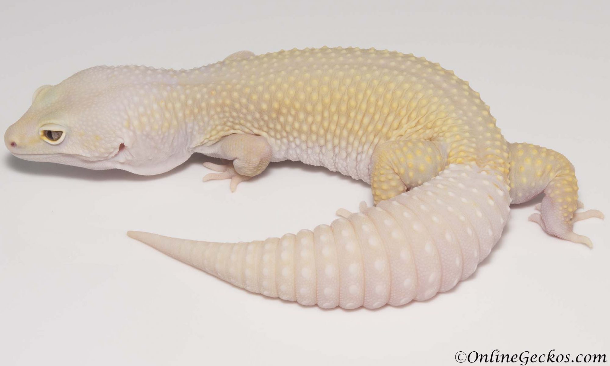 Small Scale Leopard Gecko Breeding 101 - OnlineGeckos.com Gecko Breeder