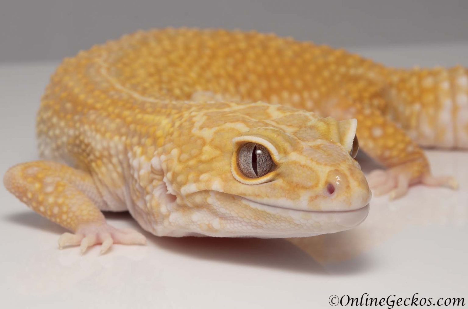 Leopard Gecko Breeding Breeder Chronicle - OnlineGeckos.com Gecko Breeder