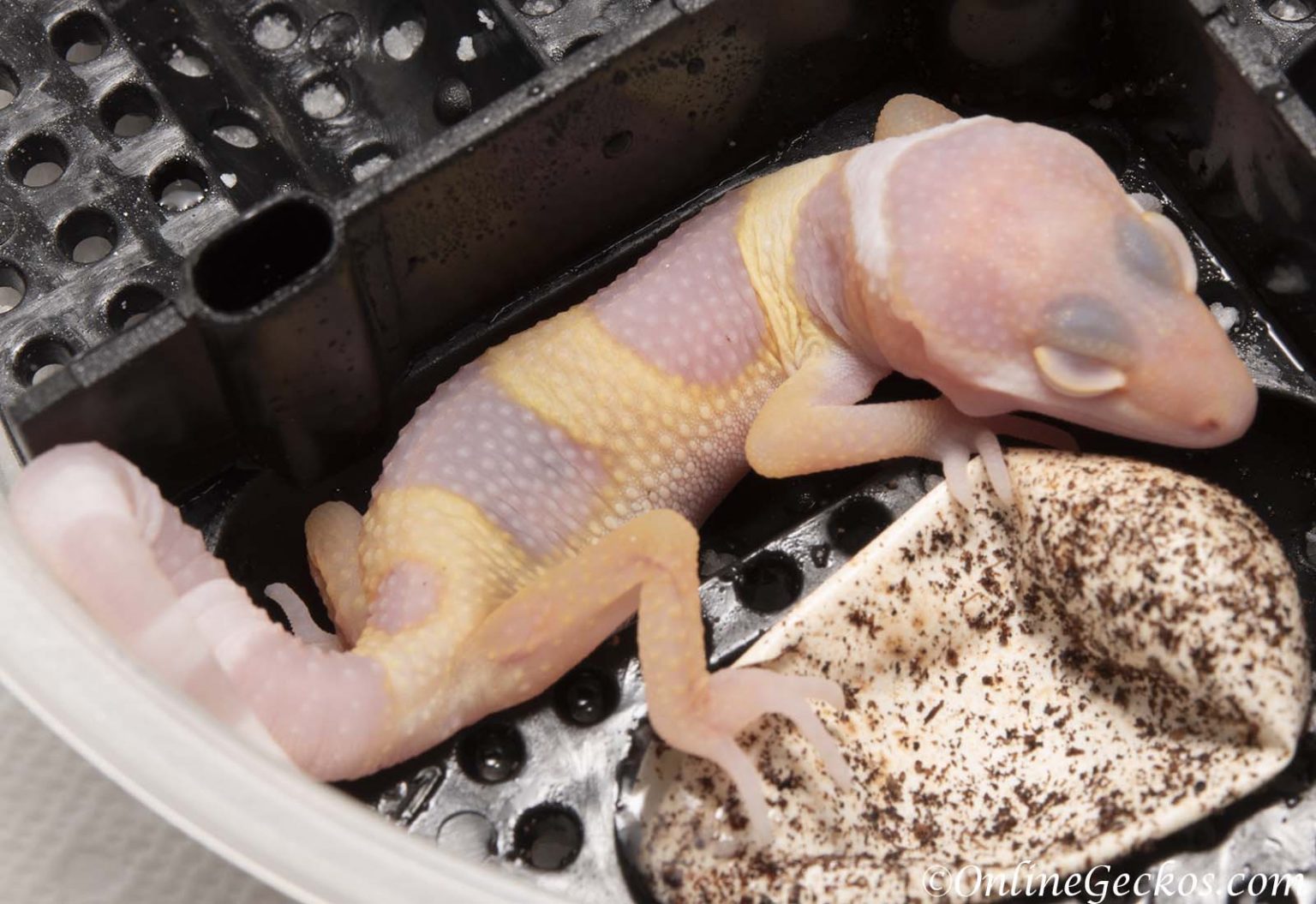 leopard-gecko-hatchling-update-before-after-2019-giant-high-contrast ...