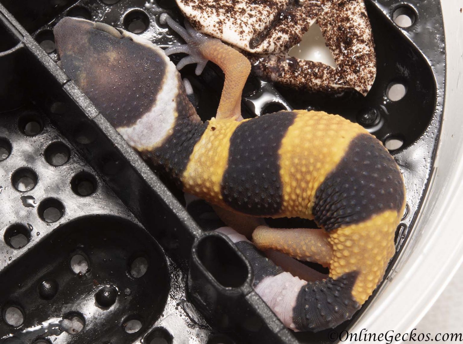 Leopard Gecko Hatchling Before After 2019 - OnlineGeckos.com Gecko Breeder