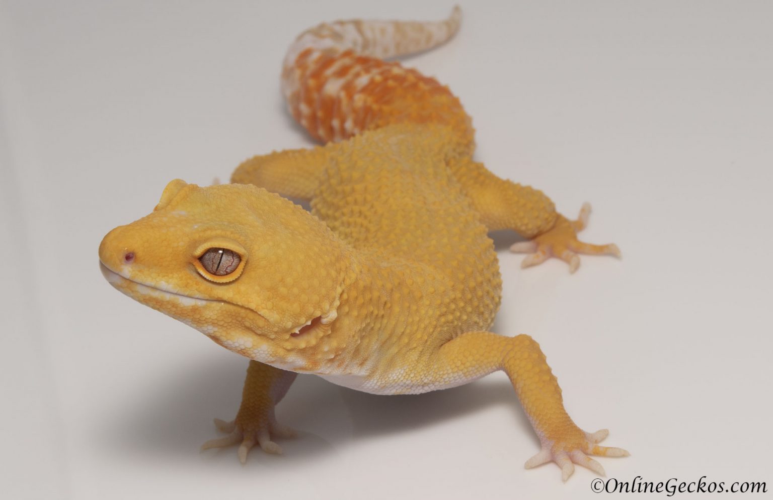 Leopard Gecko Habitat - In Quarantine - OnlineGeckos.com Gecko Breeder
