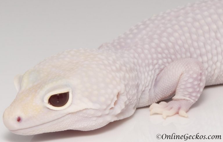onlinegeckos leopard gecko habitat white knight - OnlineGeckos.com ...